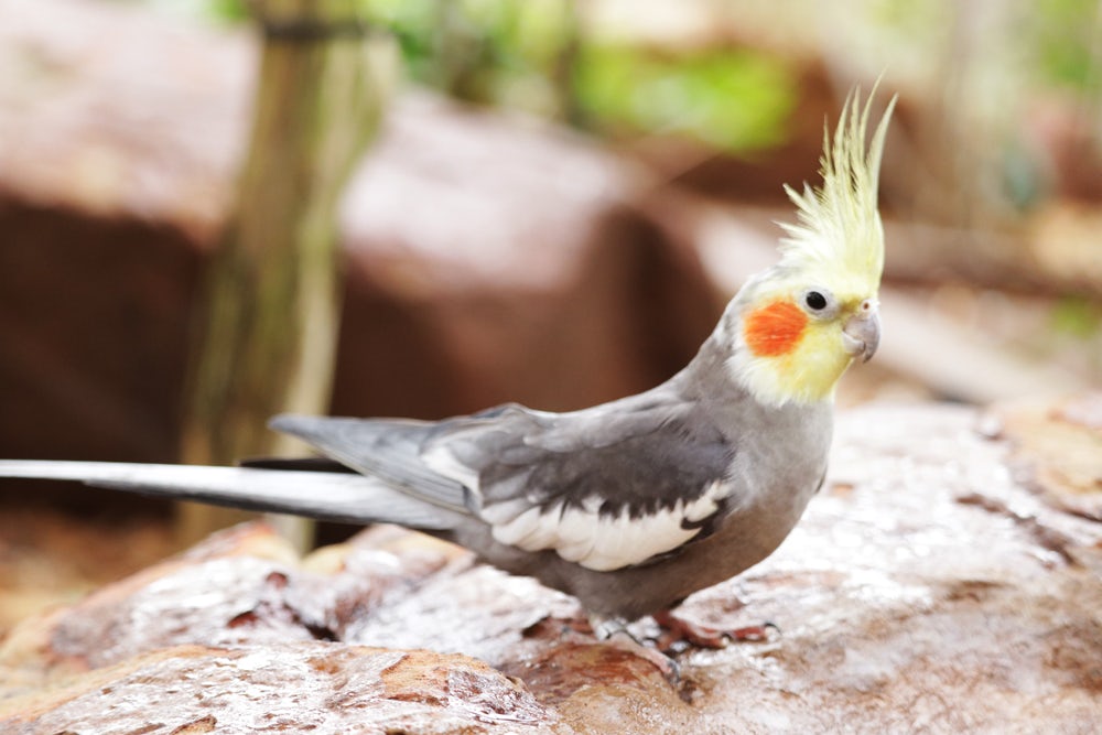 Dallas Zoo | Welcome to the Largest Zoological Experience in Texas!