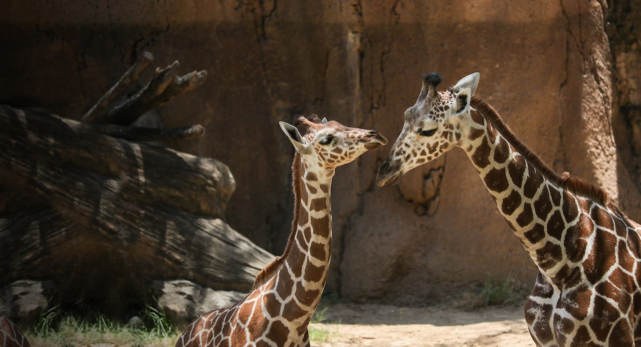 Plan Your Visit | Dallas Zoo
