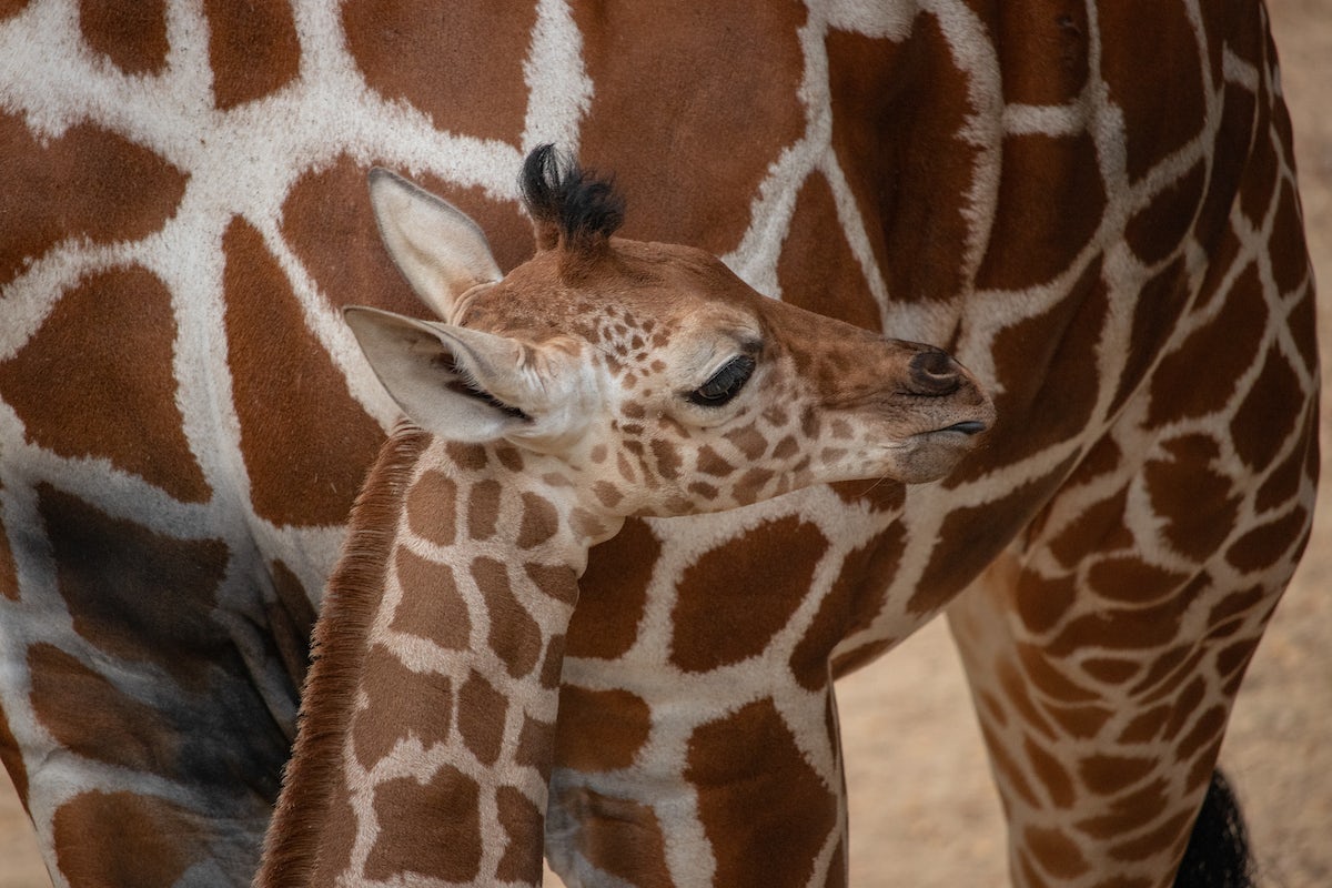 Dallas Zoo | Zoo in Dallas, Texas
