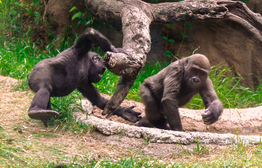 Dallas Zoo | Welcome to the Largest Zoological Experience in Texas!