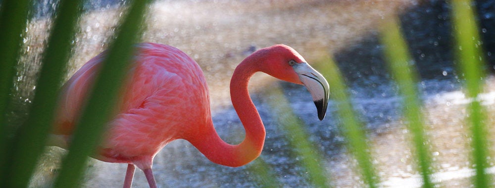 Dallas Zoo | Welcome to the Largest Zoological Experience in Texas!