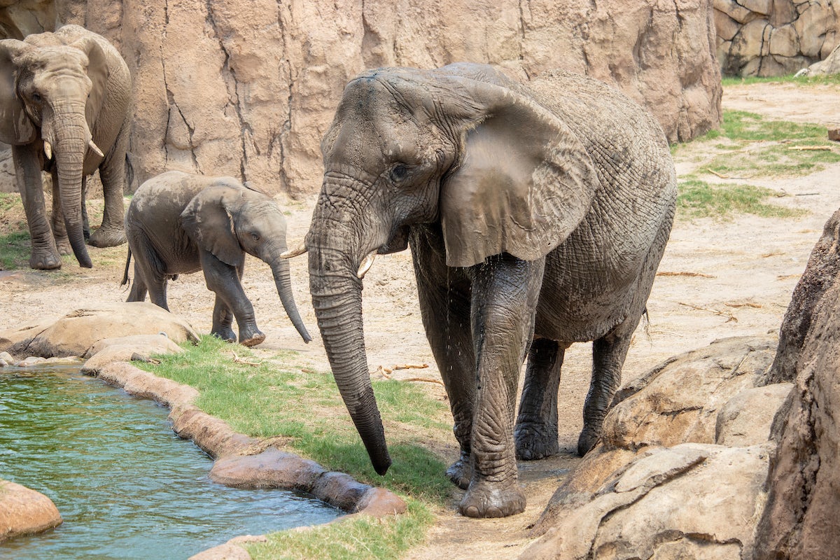 Dallas Zoo | Zoo in Dallas, Texas