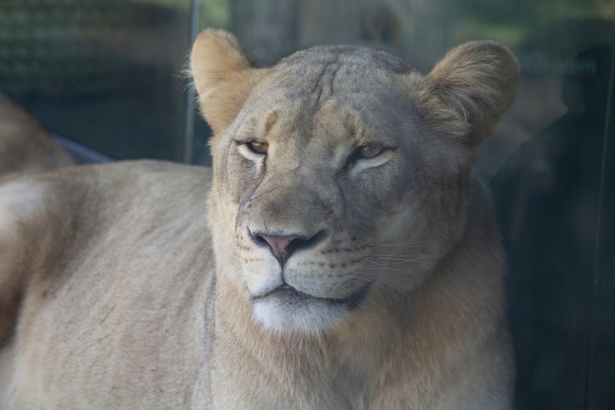 Dallas Zoo | Zoo in Dallas, Texas