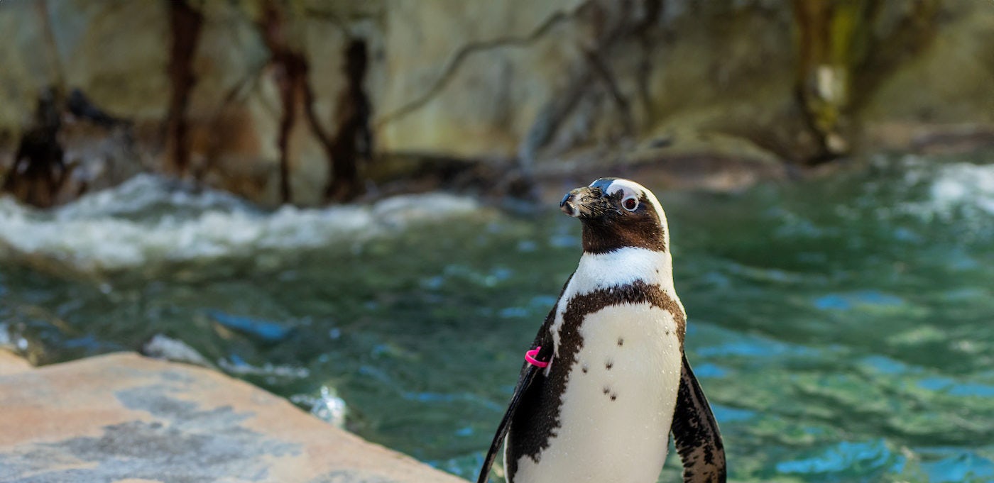 Dallas Zoo | Welcome to the Largest Zoological Experience in Texas!