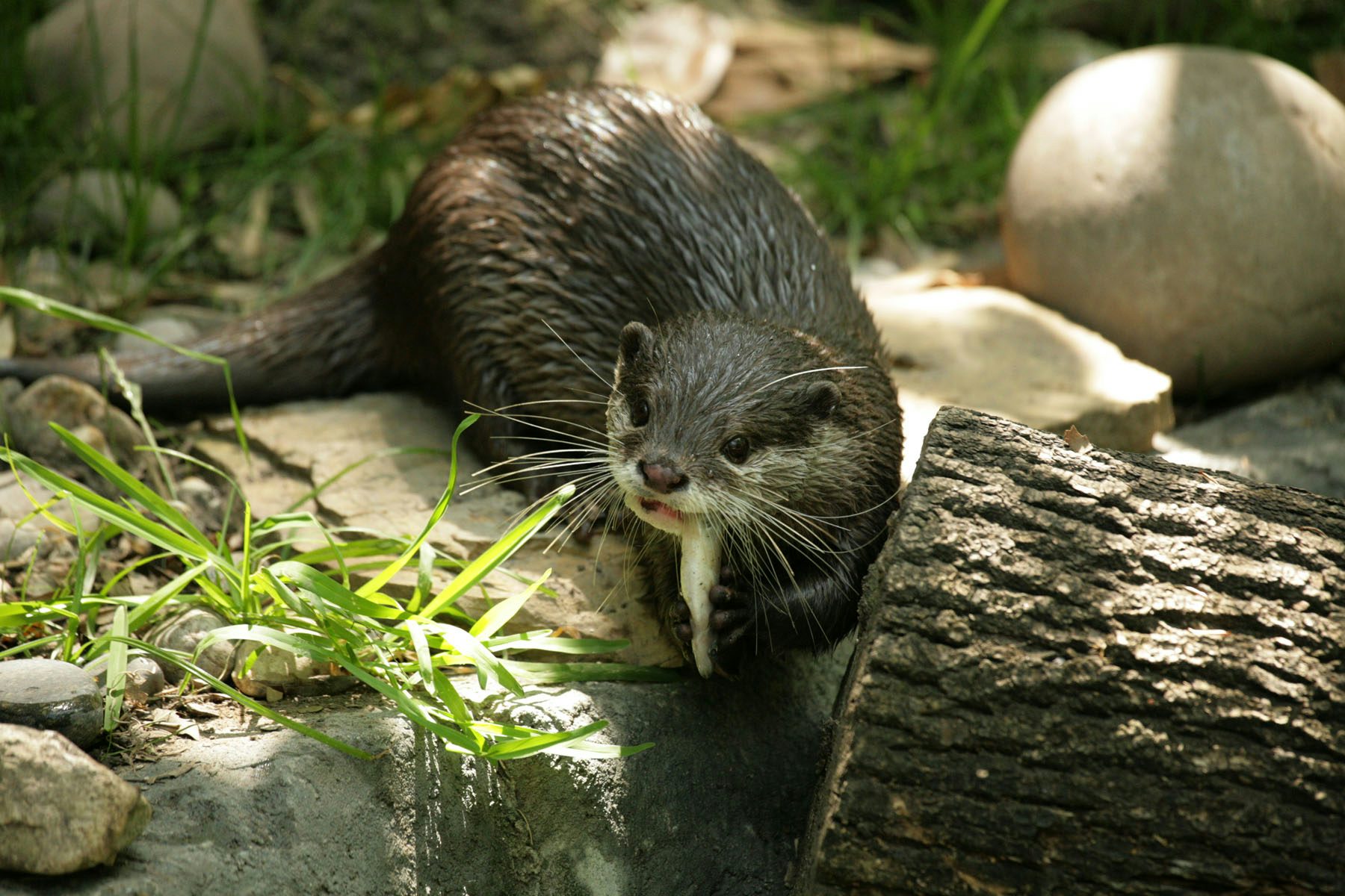 Explore the Zoo | Dallas Zoo