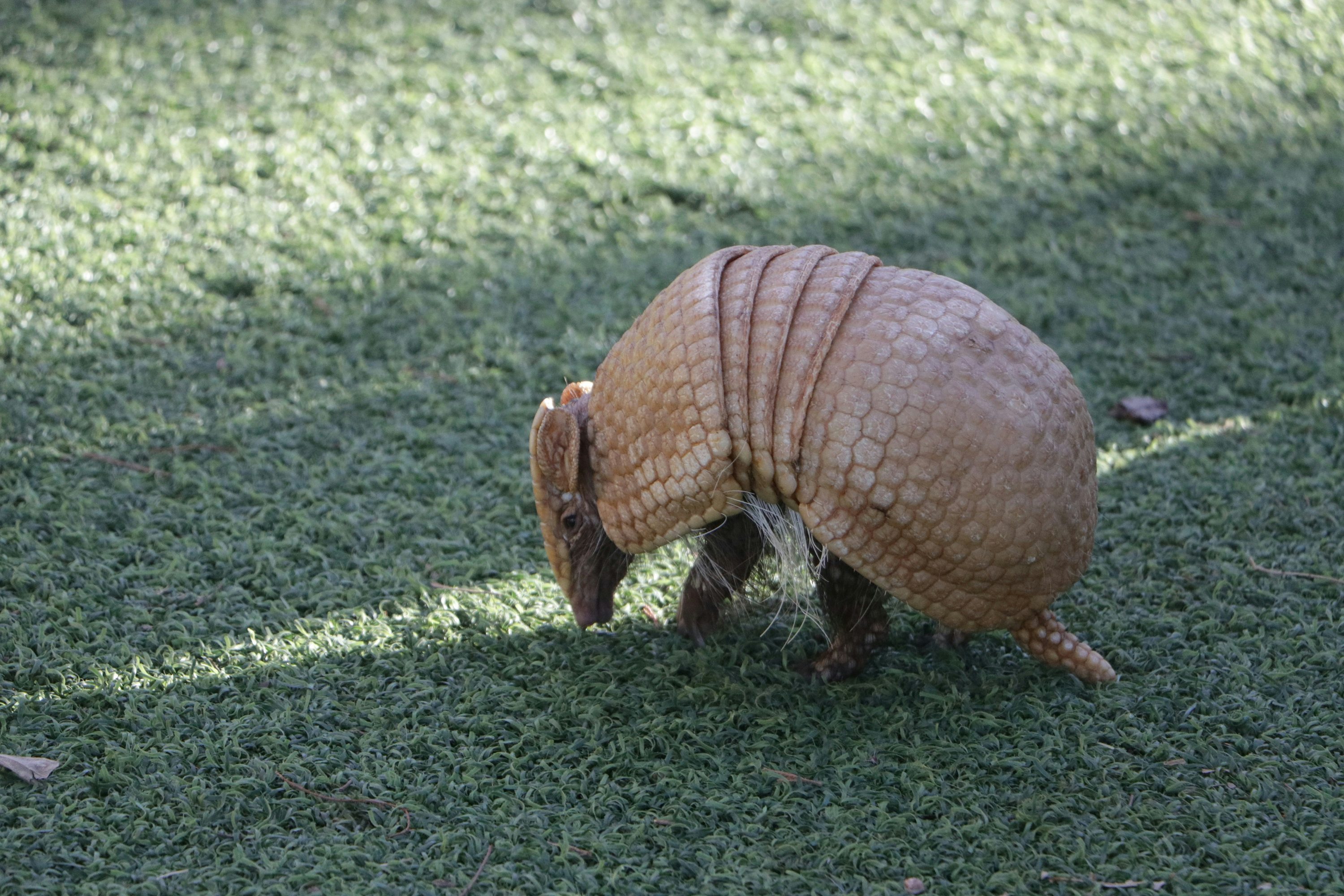 Encounters & Experiences | Dallas Zoo