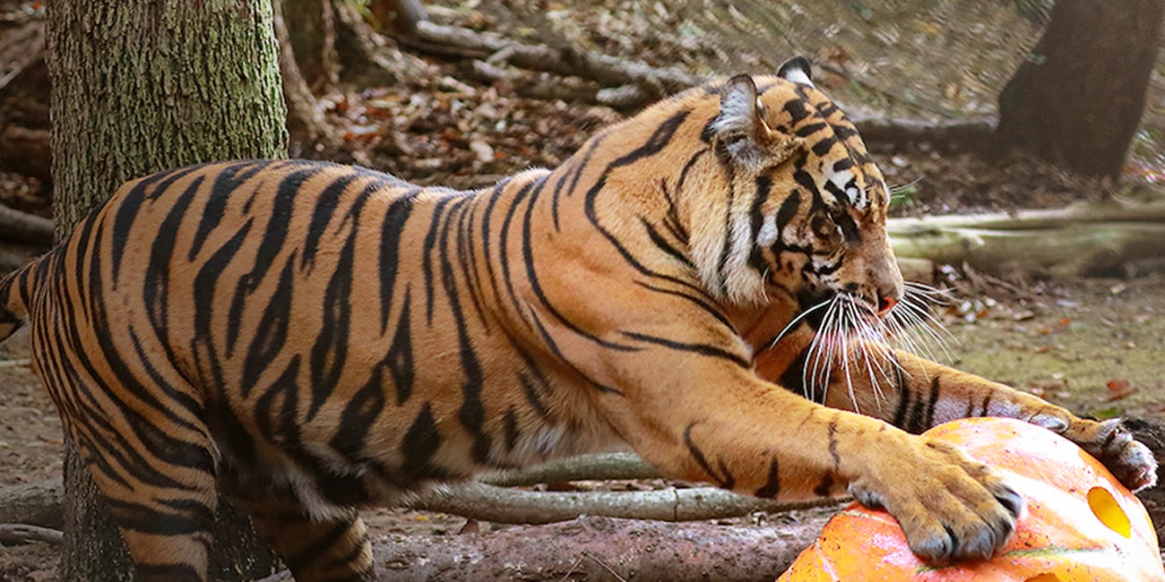 Dallas Zoo | Welcome to the Largest Zoological Experience in Texas!