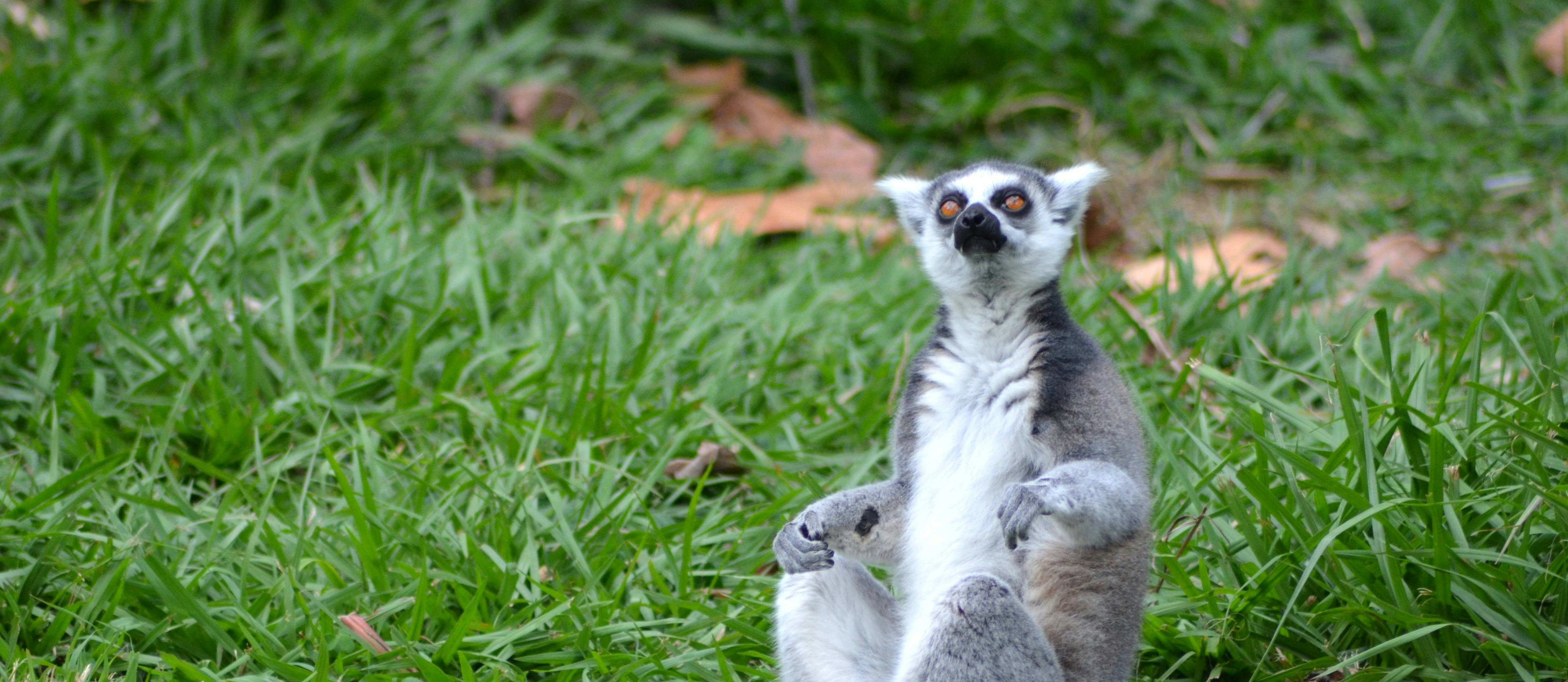 Plan Your Visit | Dallas Zoo