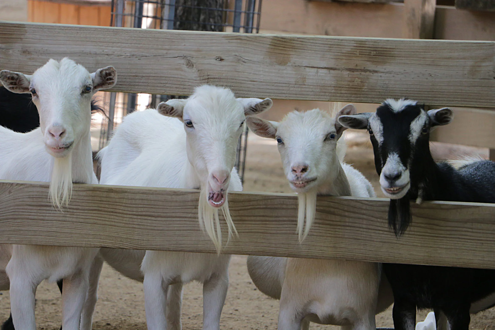 Be a Great Zoo Guest | Dallas Zoo