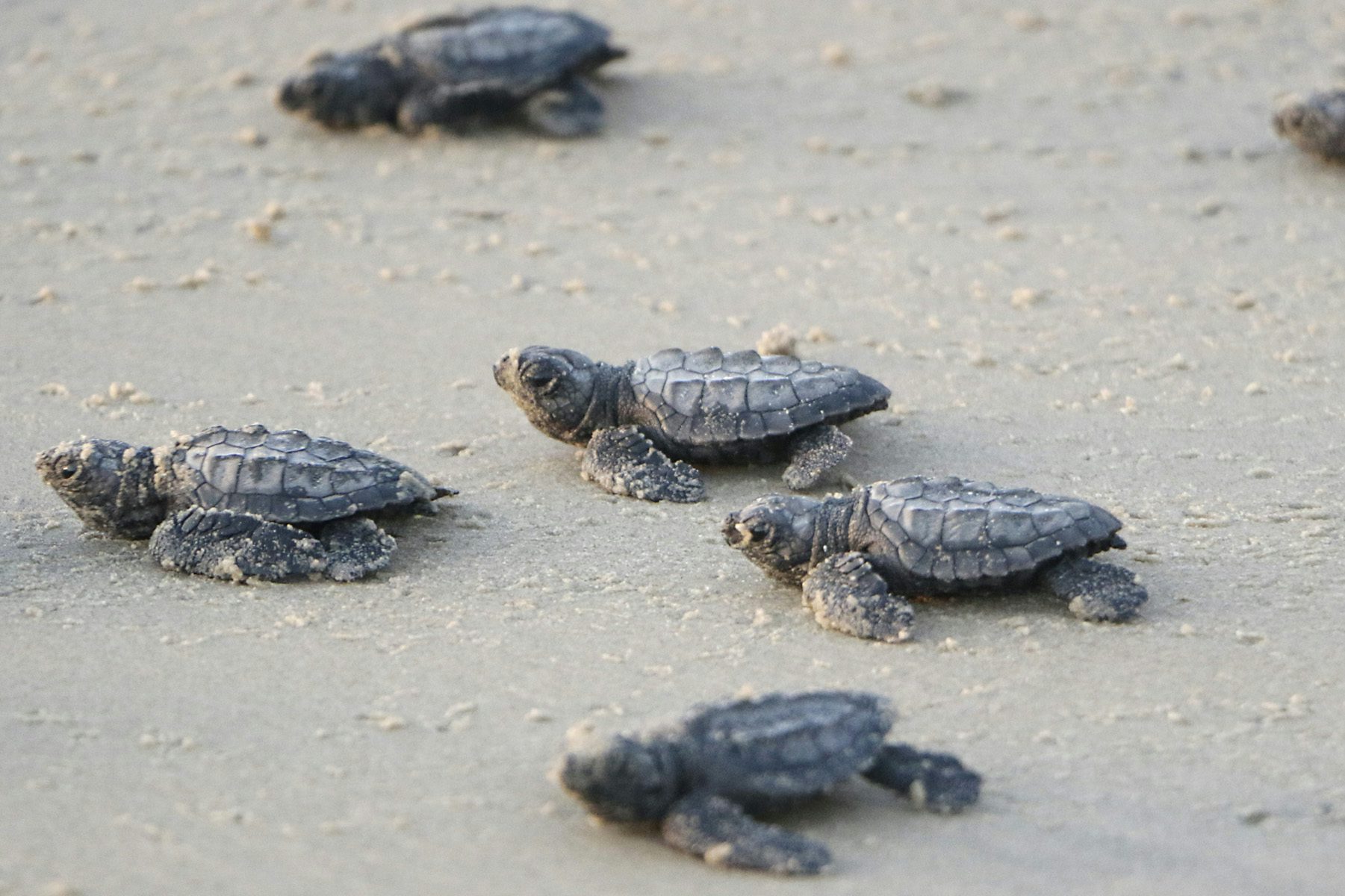 Dallas Zoo | Welcome to the Largest Zoological Experience in Texas!