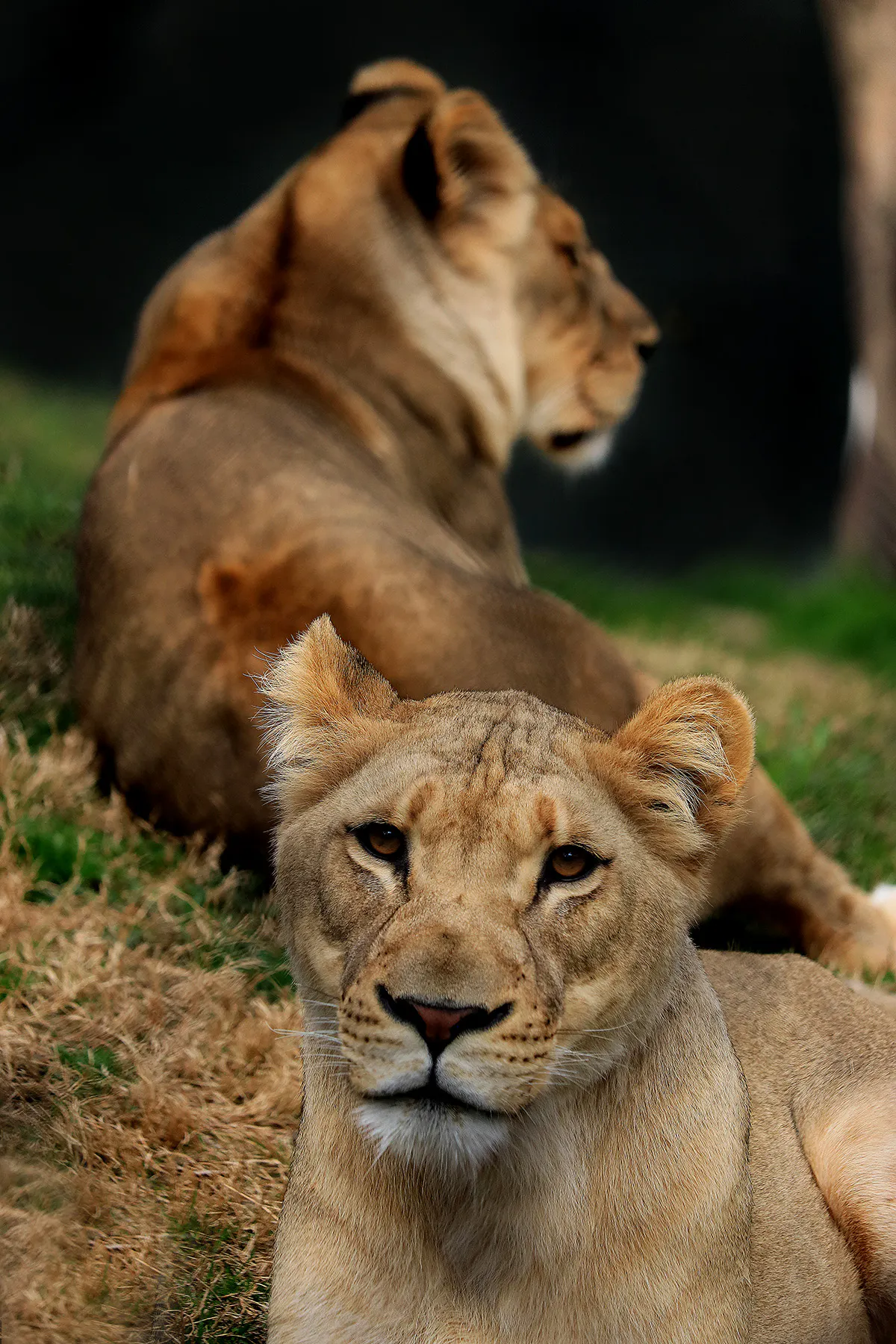 Dallas Zoo Lion Dallas Zoo Lion Killed By Fellow Big Cat In Front Of