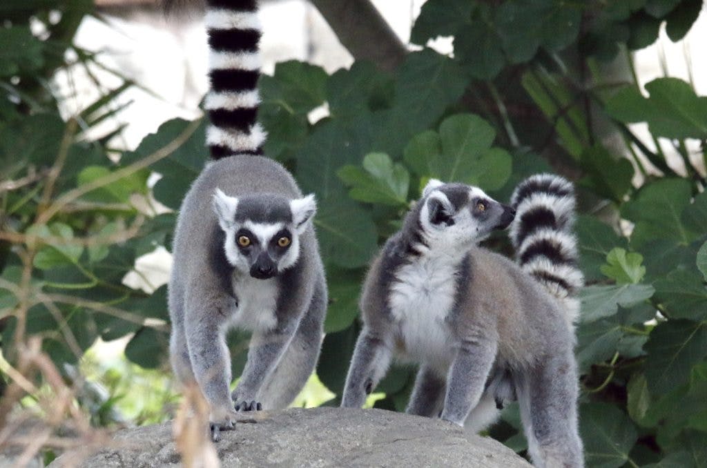Backstage Safari | Dallas Zoo