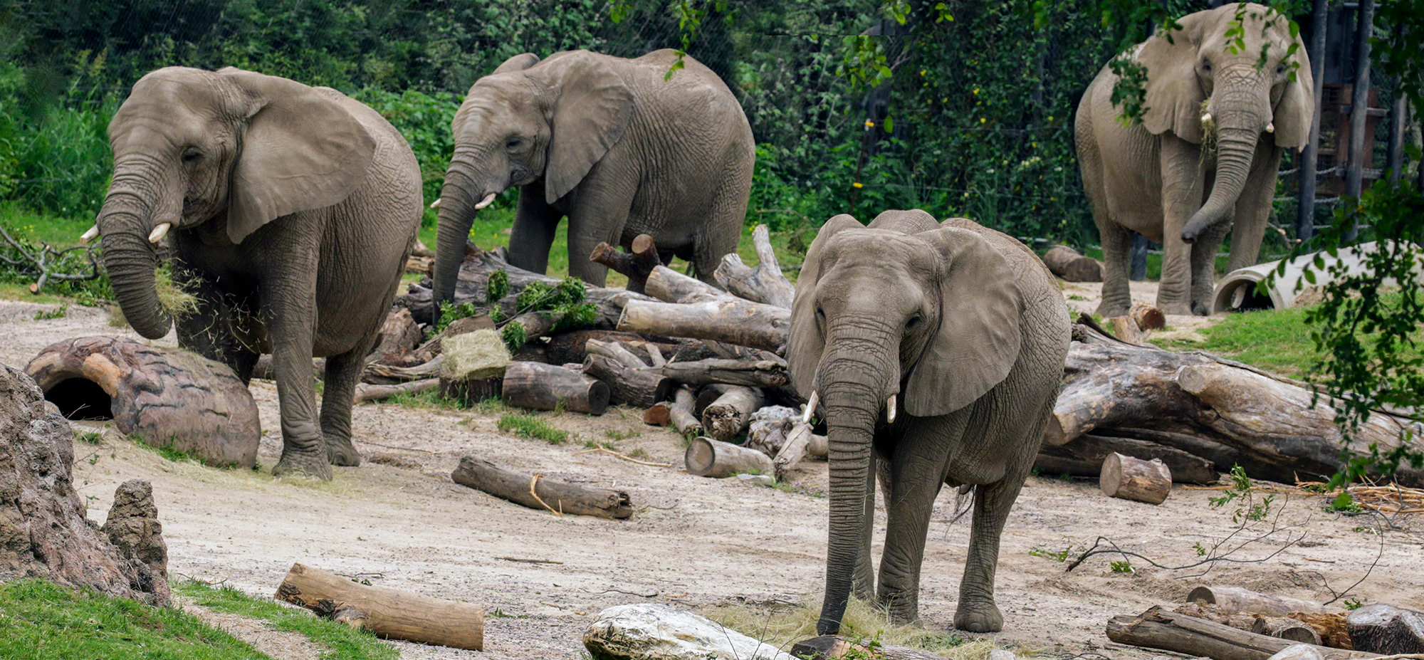 Protecting the Twelve | Dallas Zoo