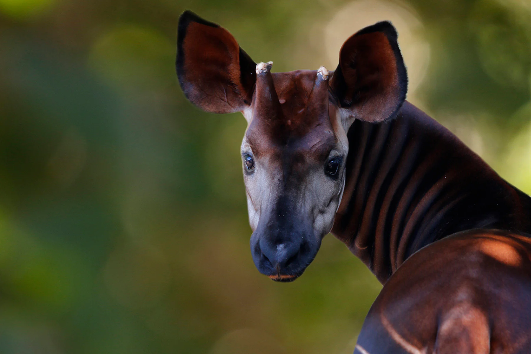 Protecting the Twelve | Dallas Zoo
