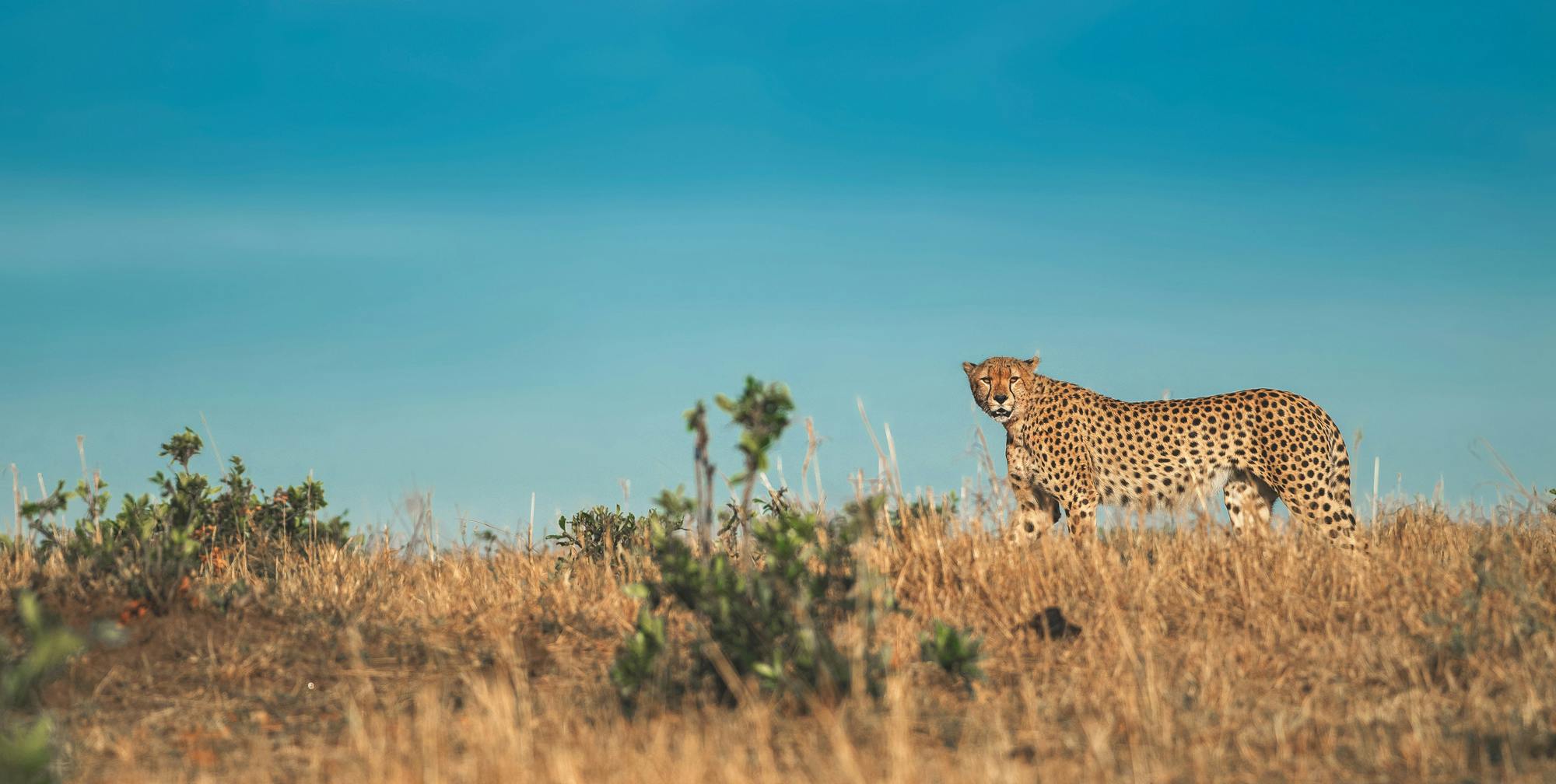 Cheetahs | Dallas Zoo