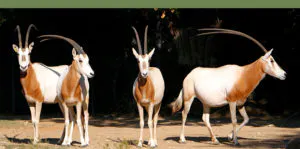 Saharan Hoofstock | Dallas Zoo