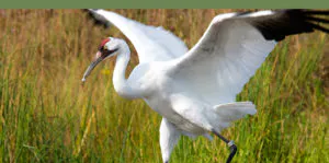 Texas Native Wildlife | Dallas Zoo