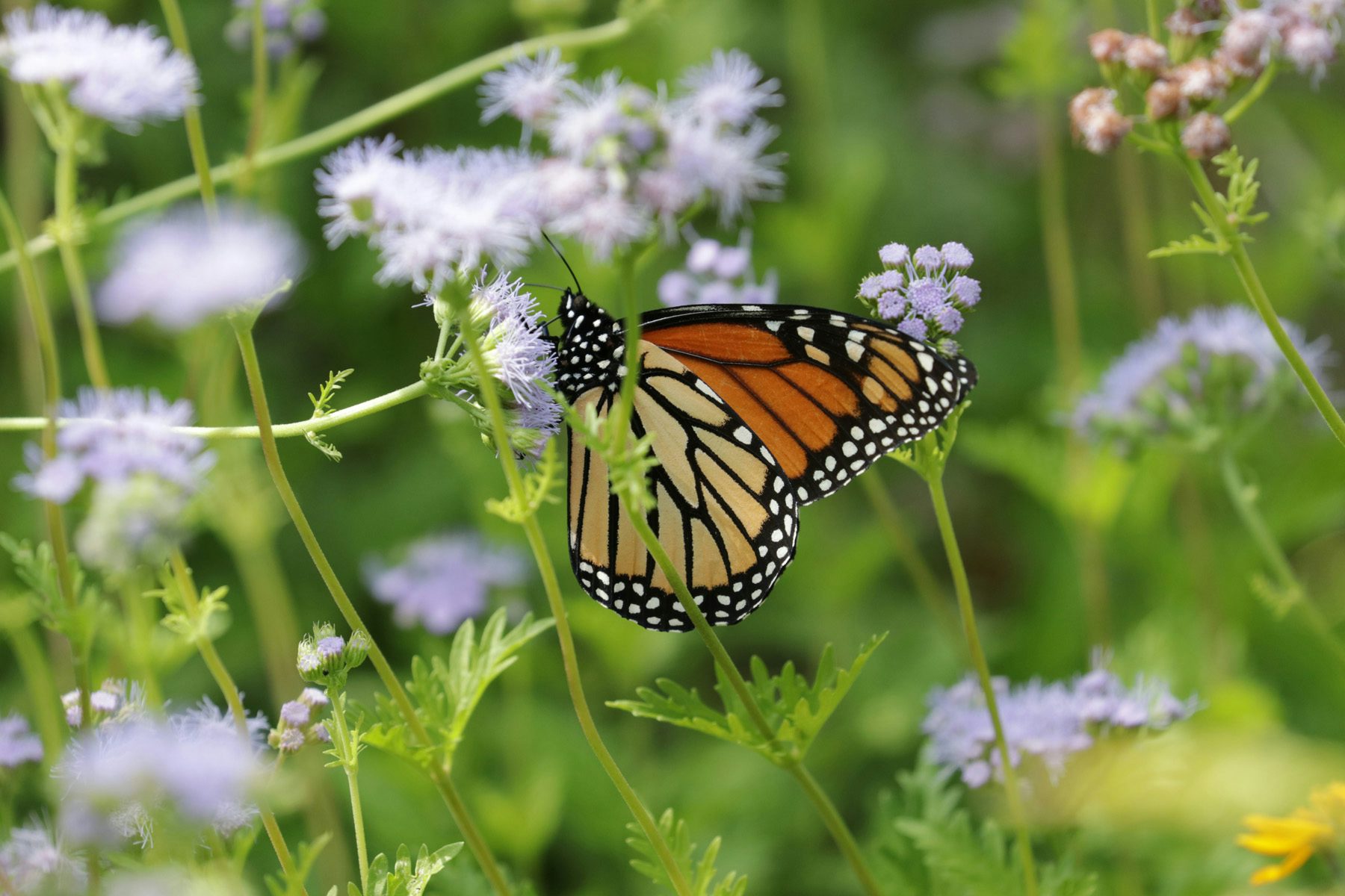 Texas Native Wildlife | Dallas Zoo