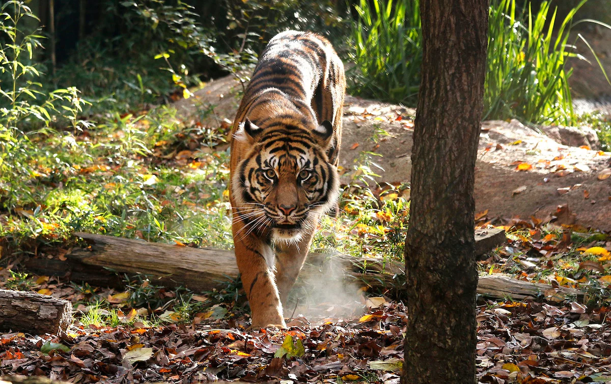 About Us | Dallas Zoo
