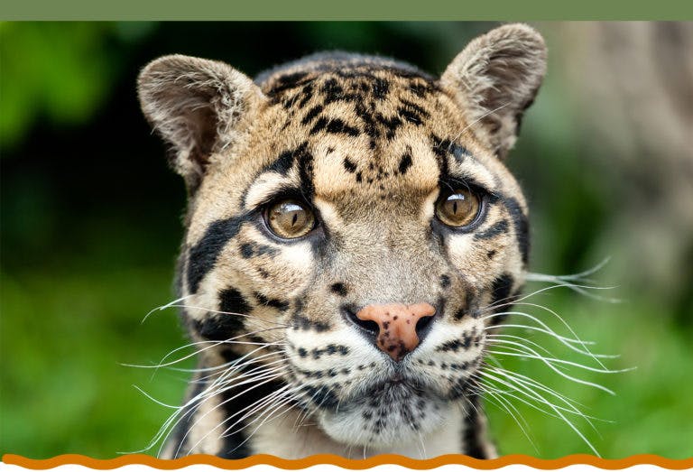 Adopt An Animal | Dallas Zoo