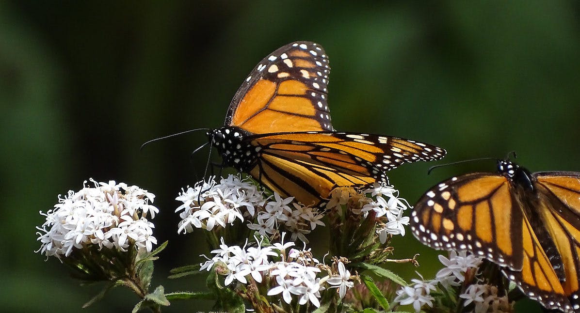 Monarchs of Mexico | Dallas Zoo