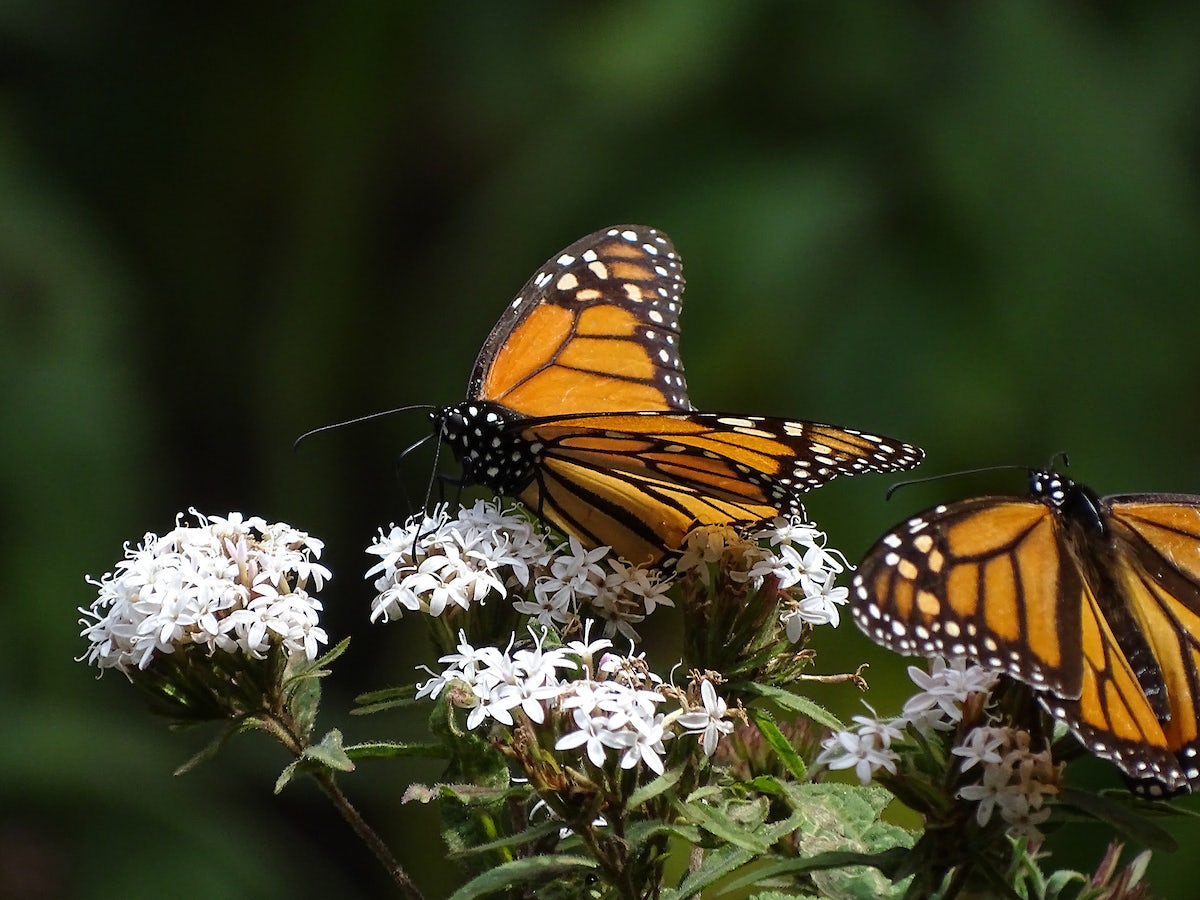 Save Wildlife | Dallas Zoo