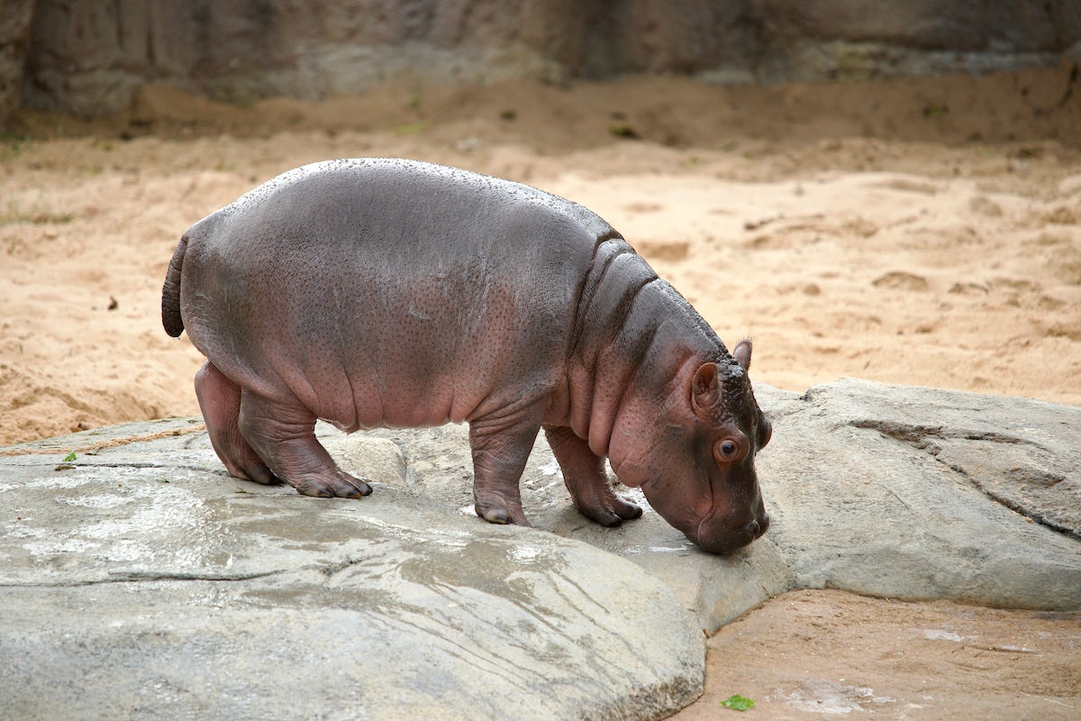 Dallas Zoo | Welcome to the Largest Zoological Experience in Texas!