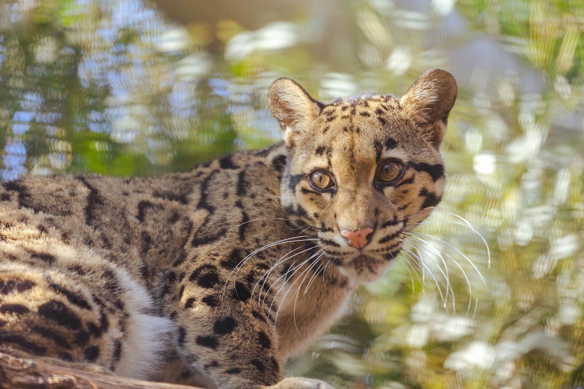 Plan Your Visit | Dallas Zoo