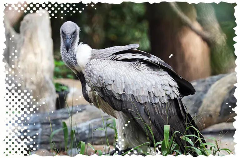 Scavenging for Scavengers | Dallas Zoo