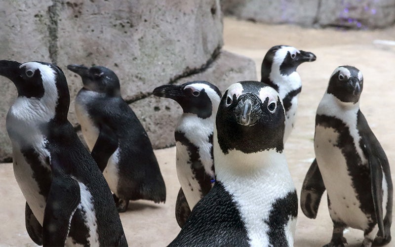 Map of the Zoo | Dallas Zoo