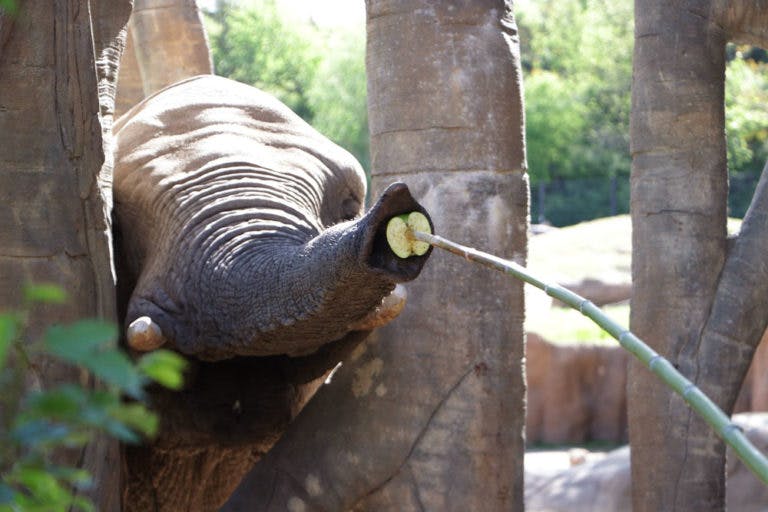 Backstage Safari | Dallas Zoo