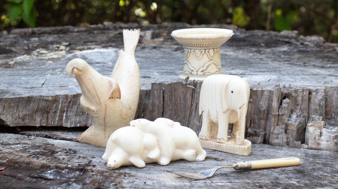 Toss the Tusk | Dallas Zoo