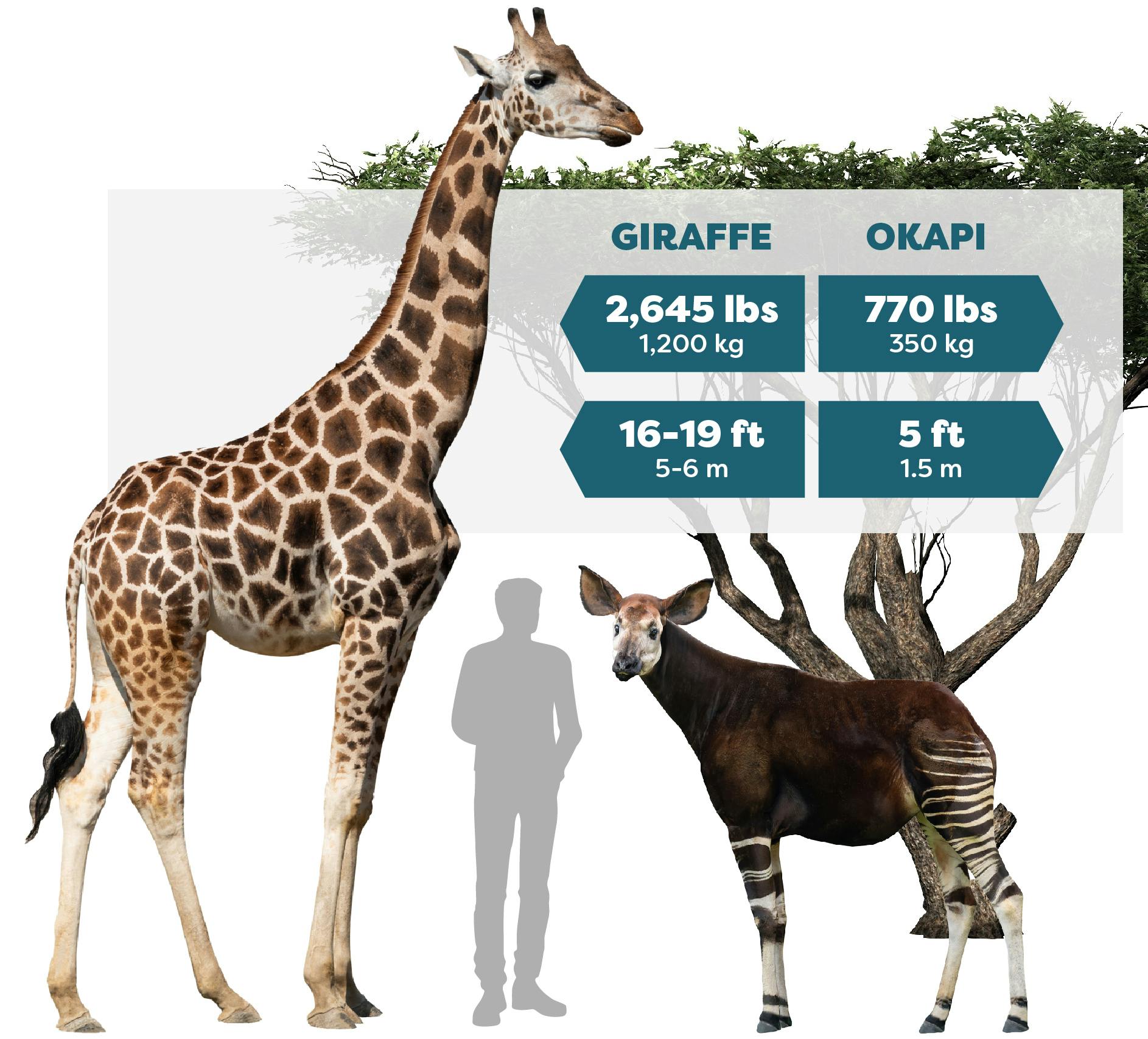 Summer 2024 | Dallas Zoo