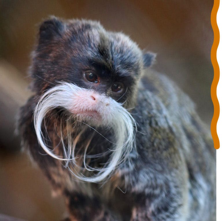 Captive Primate Safety Act | Dallas Zoo