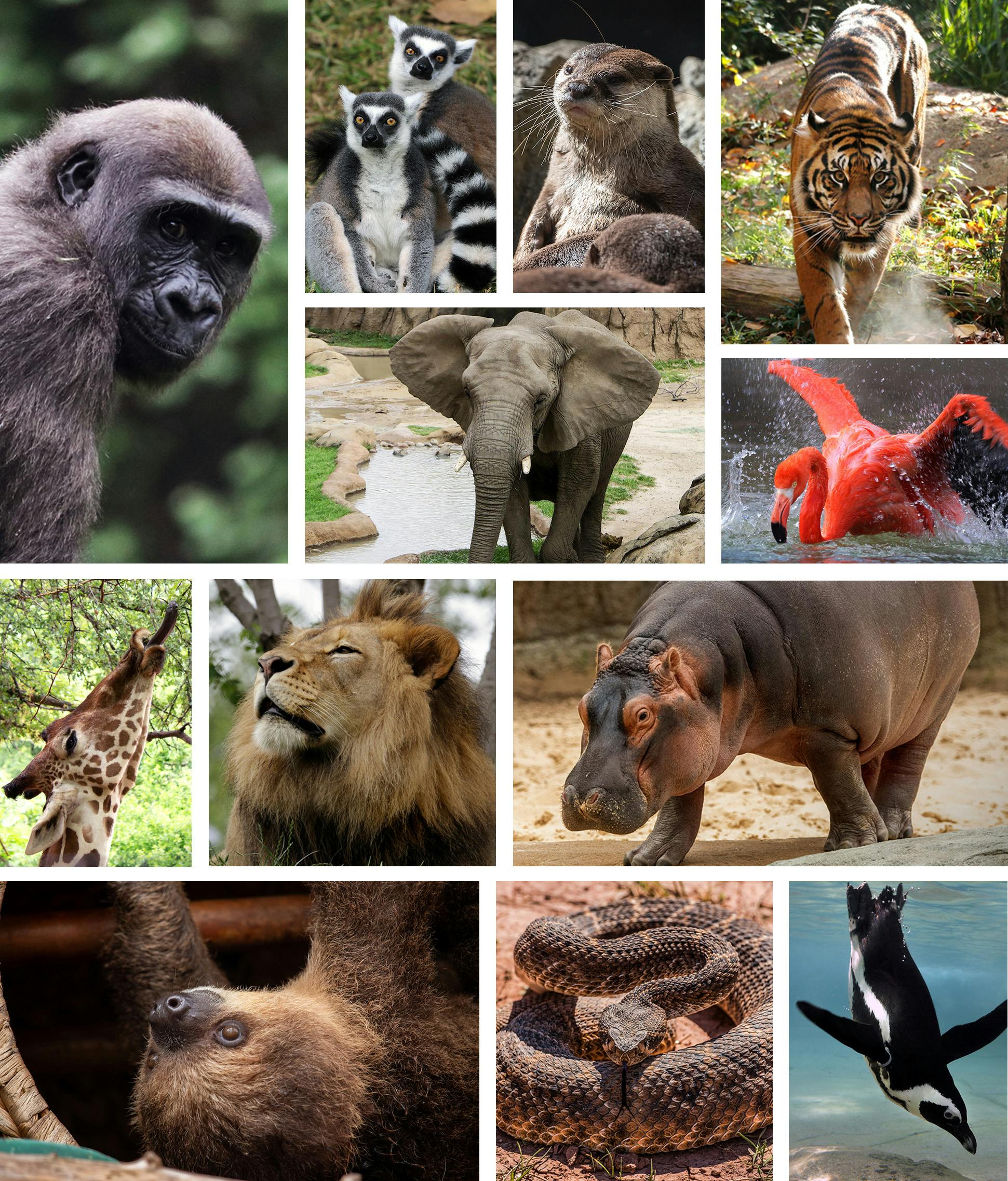 Adopt-An-Animal | Dallas Zoo