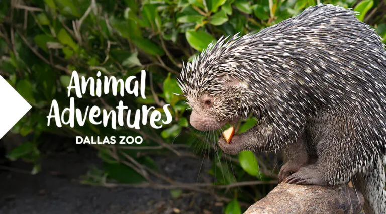 Animal Adventures Outreach | Dallas Zoo