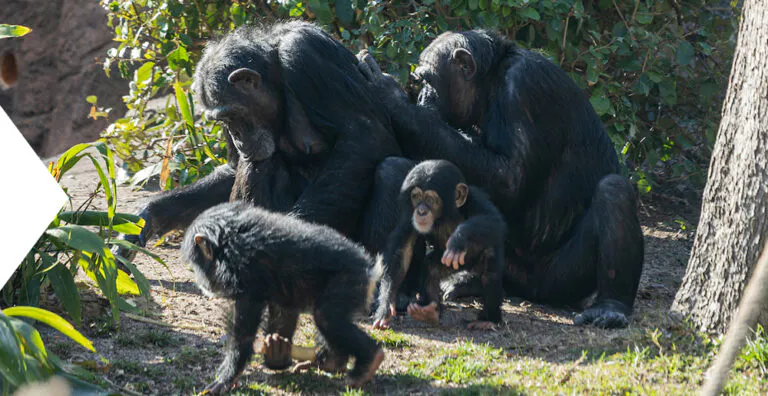 Dallas Zoo Tickets