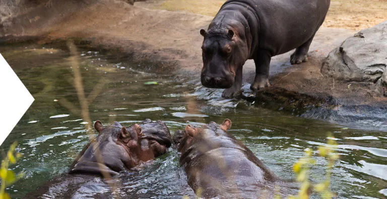 General Information | Dallas Zoo